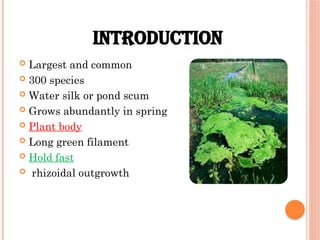 spirogyra (from diversity of plants).... | PPTX