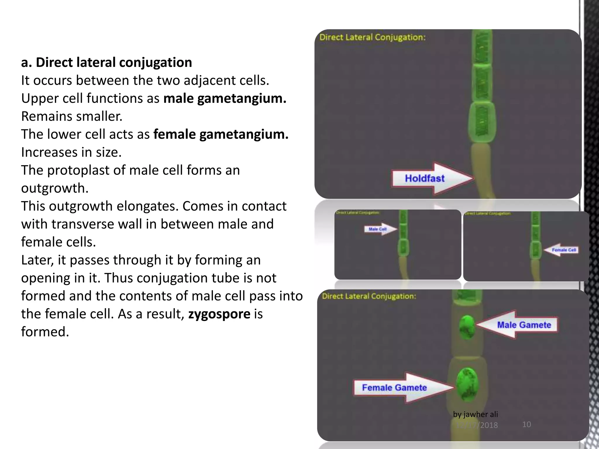 sexual reproduction of Spirogyra..... | PPTX