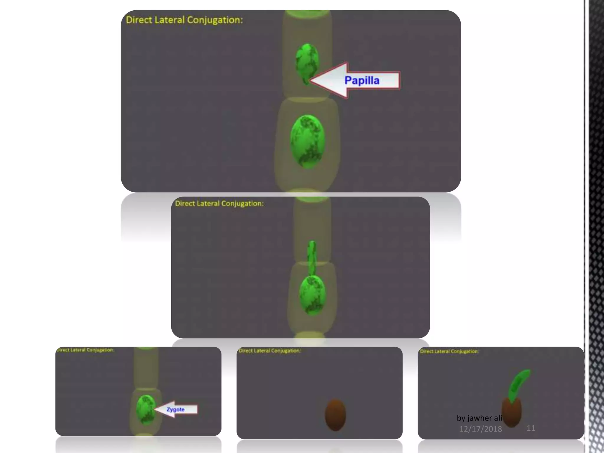 sexual reproduction of Spirogyra..... | PPTX