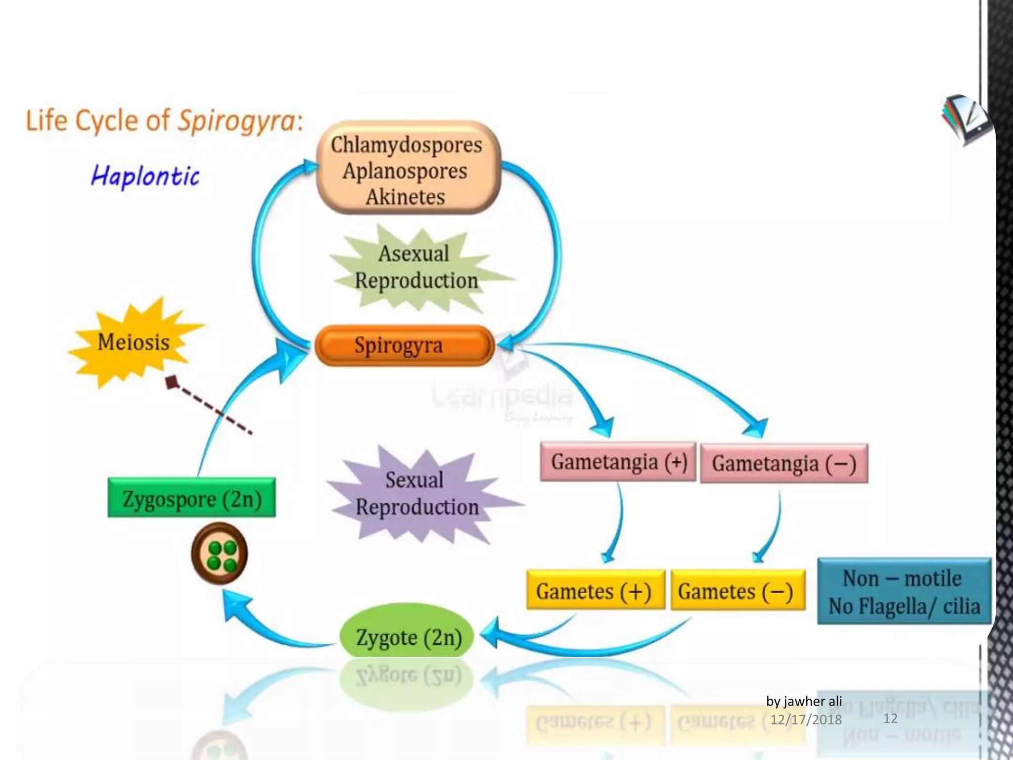 sexual reproduction of Spirogyra..... | PPTX
