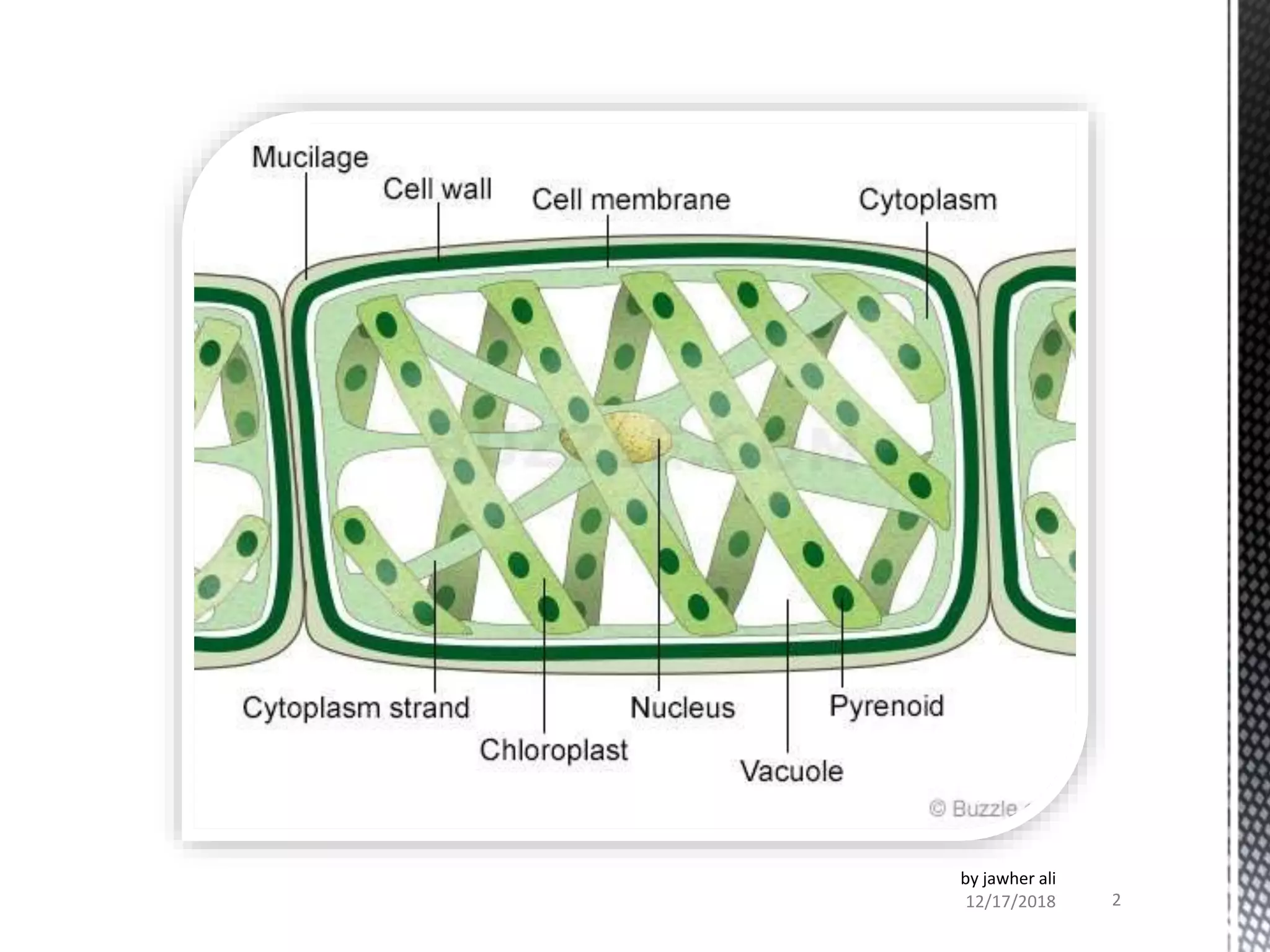 sexual reproduction of Spirogyra..... | PPTX