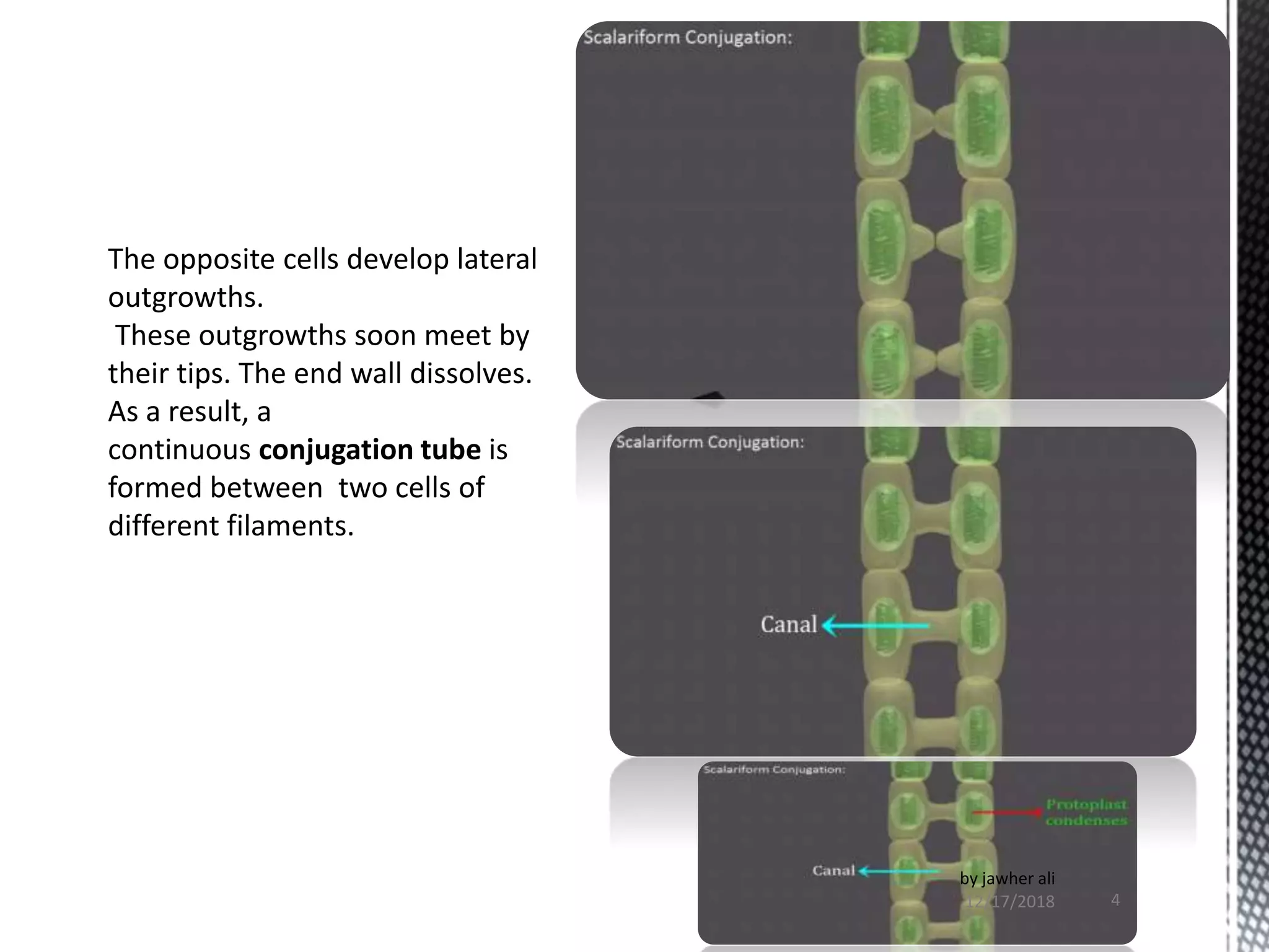 sexual reproduction of Spirogyra..... | PPTX