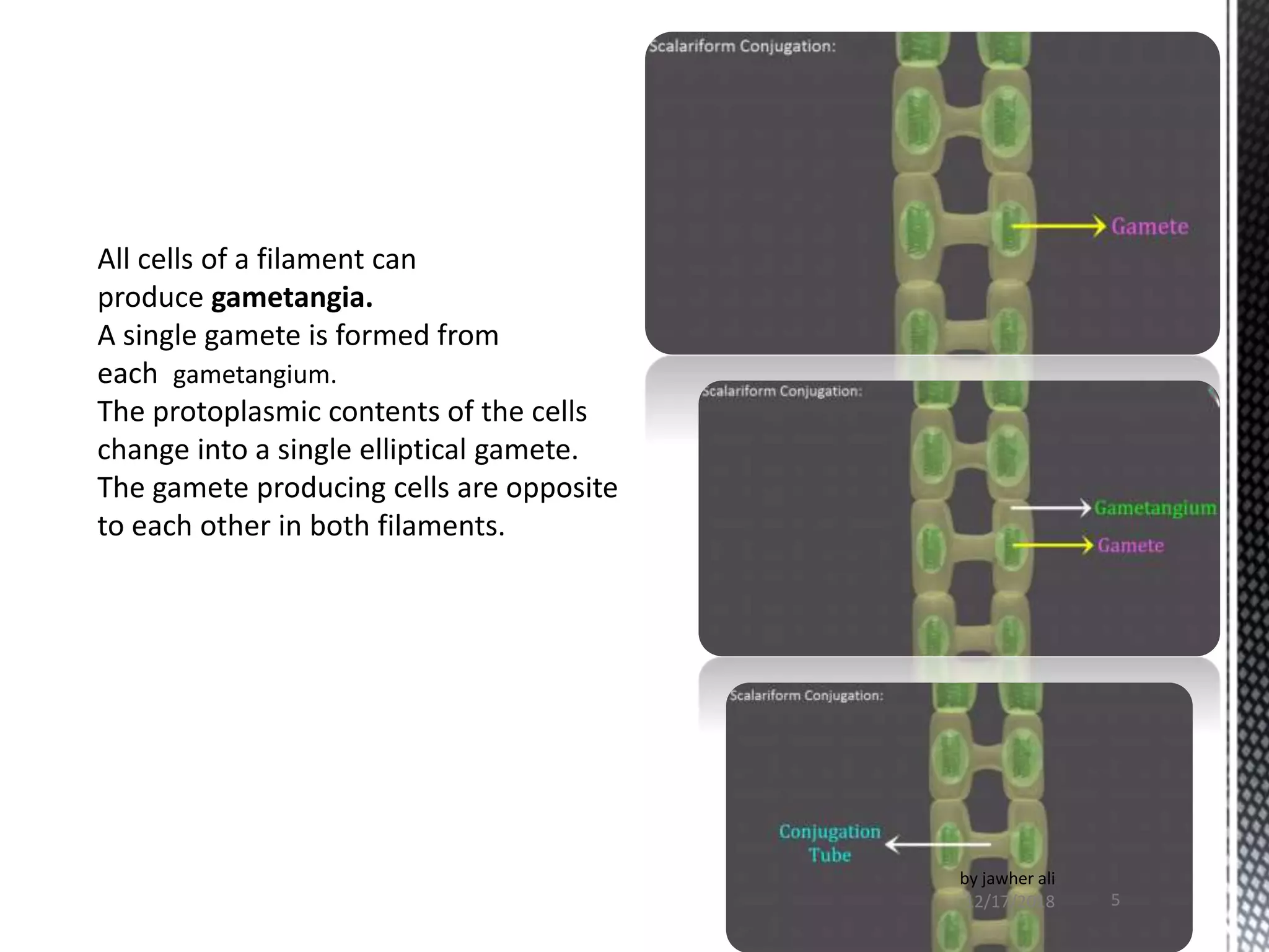sexual reproduction of Spirogyra..... | PPTX
