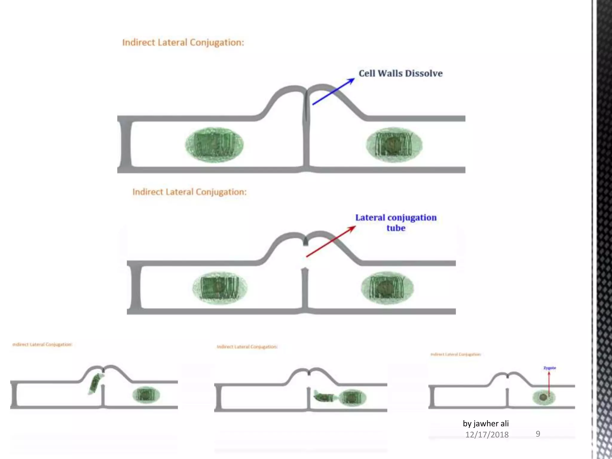 sexual reproduction of Spirogyra..... | PPTX