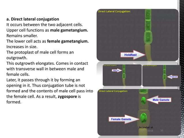 sexual reproduction of Spirogyra..... | PPT