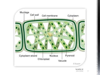 sexual reproduction of Spirogyra..... | PPTX