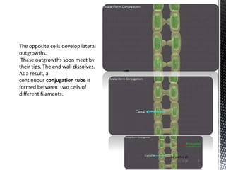 sexual reproduction of Spirogyra..... | PPTX