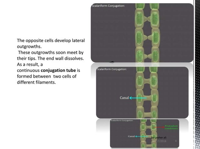 sexual reproduction of Spirogyra..... | PPT