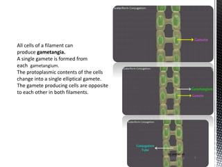 sexual reproduction of Spirogyra..... | PPTX