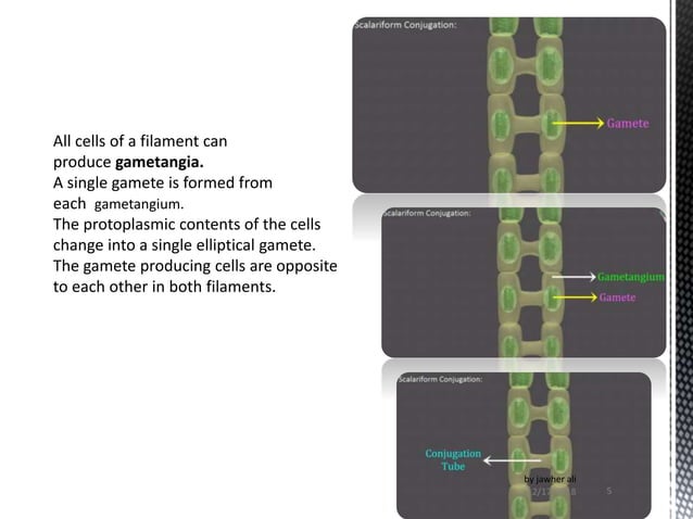 sexual reproduction of Spirogyra..... | PPT