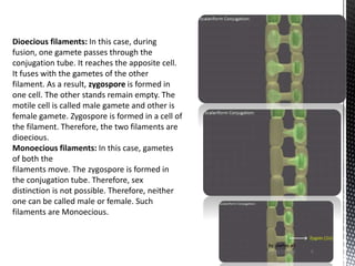 sexual reproduction of Spirogyra..... | PPTX