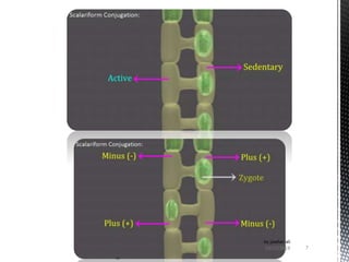 sexual reproduction of Spirogyra..... | PPTX