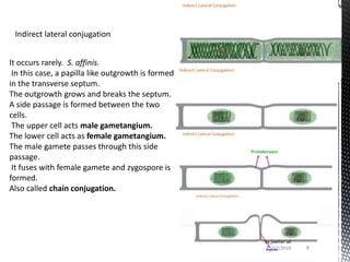 sexual reproduction of Spirogyra..... | PPTX