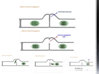 sexual reproduction of Spirogyra..... | PPTX