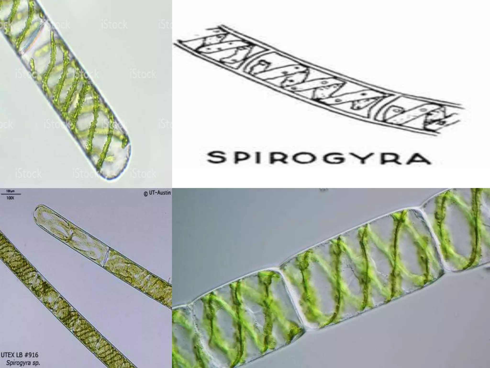 Spirogyra ppt.pptx