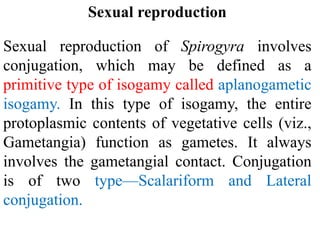 Spirogyra ppt.pptx