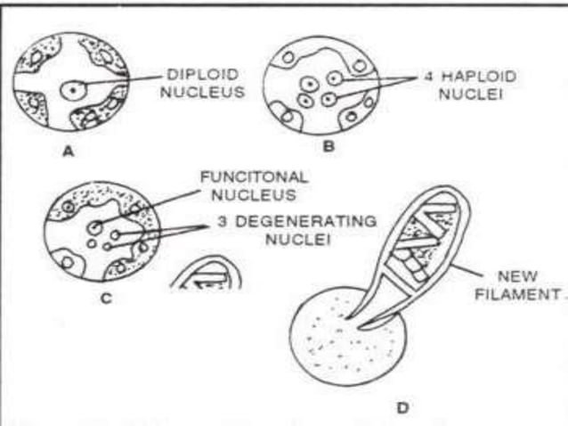 Spirogyra ppt.pptx | Infertility | Reproductive Health