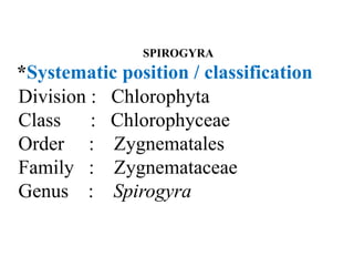 Spirogyra ppt.pptx