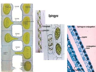 Spirogyra Zygote