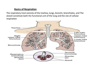 Spirometer- Usage and Maintenance | PPTX