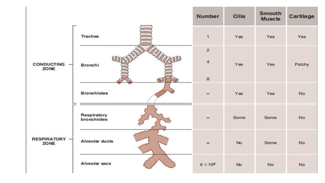 Spirometric parameters and dead space, alveolar ventilation.pptx