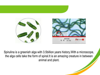 Spirulina | PPS