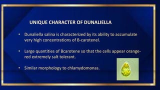 Spirulina and Dunaliella | PPTX