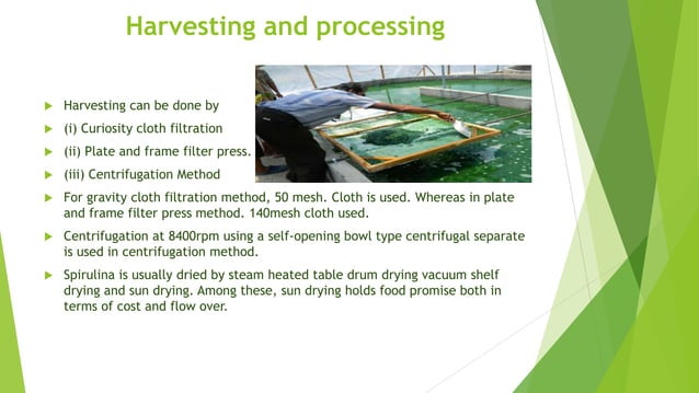 Spirulina as a feed for the shellfish larvae | PPT