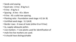 seed production sorghum.pptx