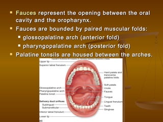 Splanchnology.digestive system respiratory system | PPT