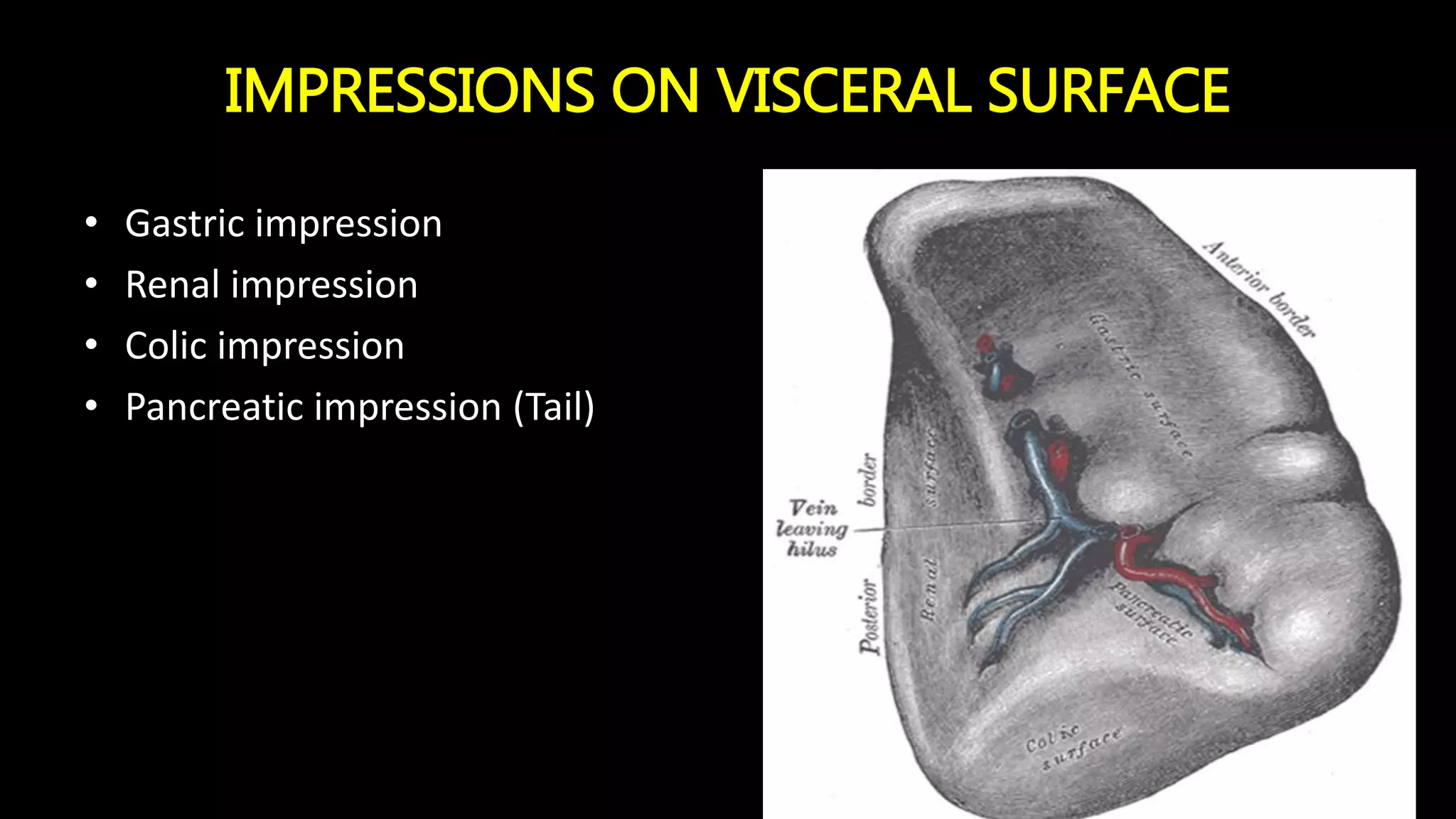 anatomy of spleen | PPTX