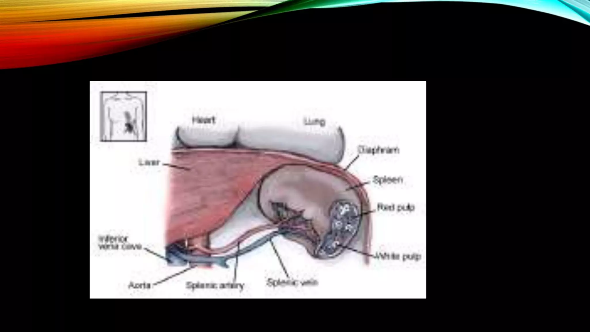 anatomy of spleen | PPTX