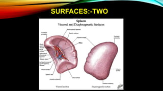 anatomy of spleen | PPTX