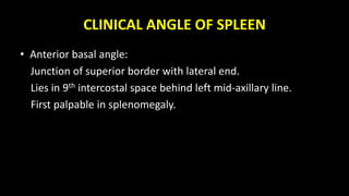 anatomy of spleen | PPTX