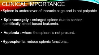 anatomy of spleen | PPTX