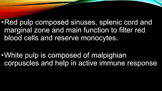 anatomy of spleen | PPTX
