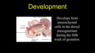anatomy of spleen | PPTX