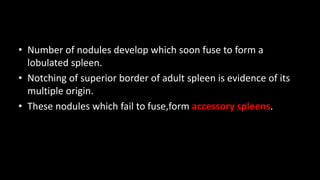 anatomy of spleen | PPTX