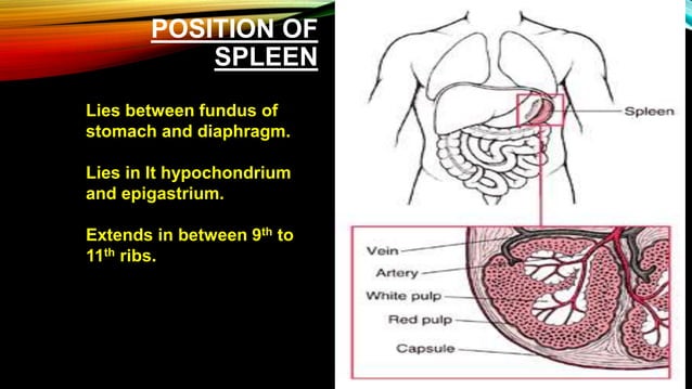 anatomy of spleen | PPTX
