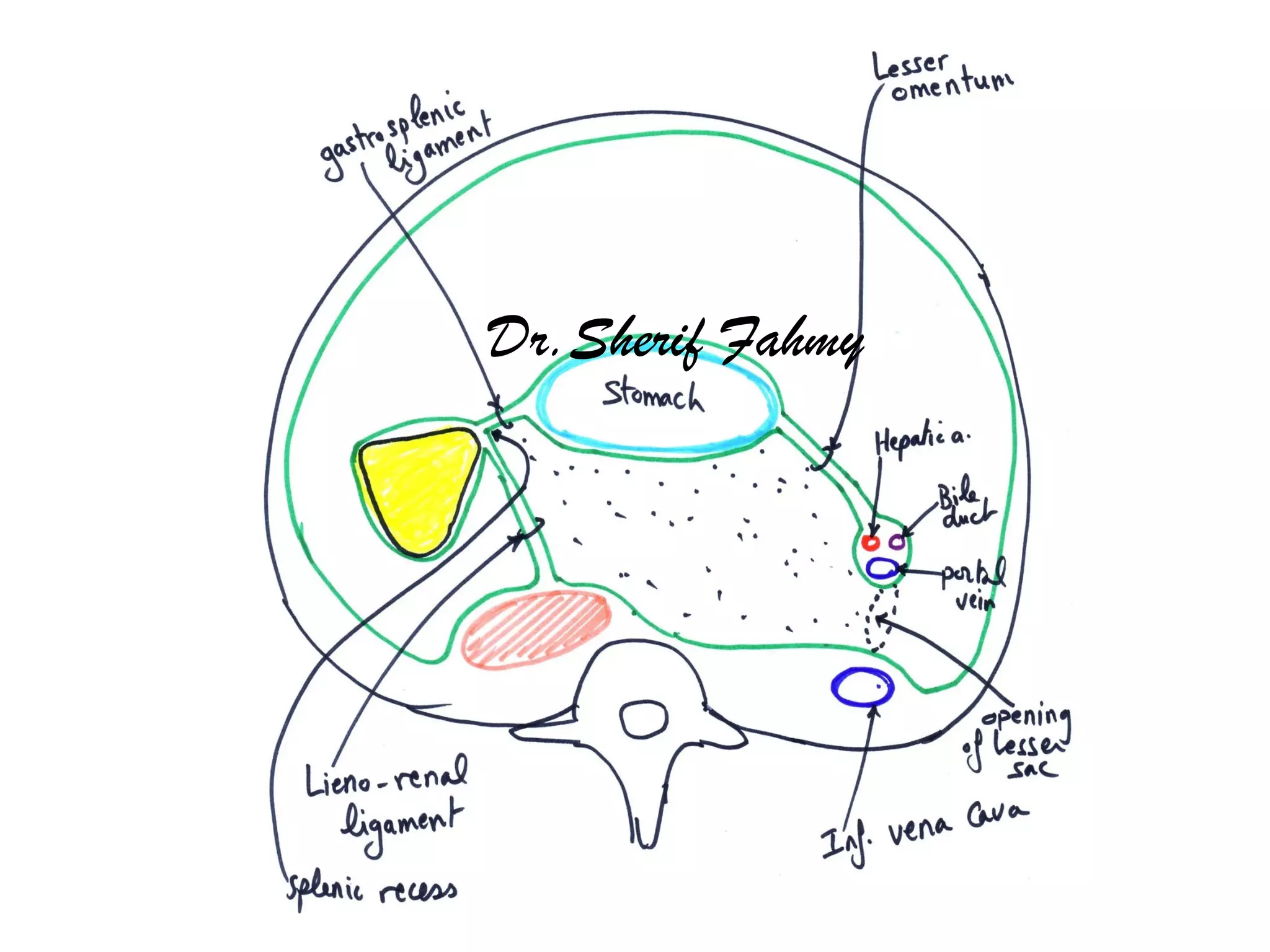 The Spleen (Anatomy of the Abdomen) | PPT