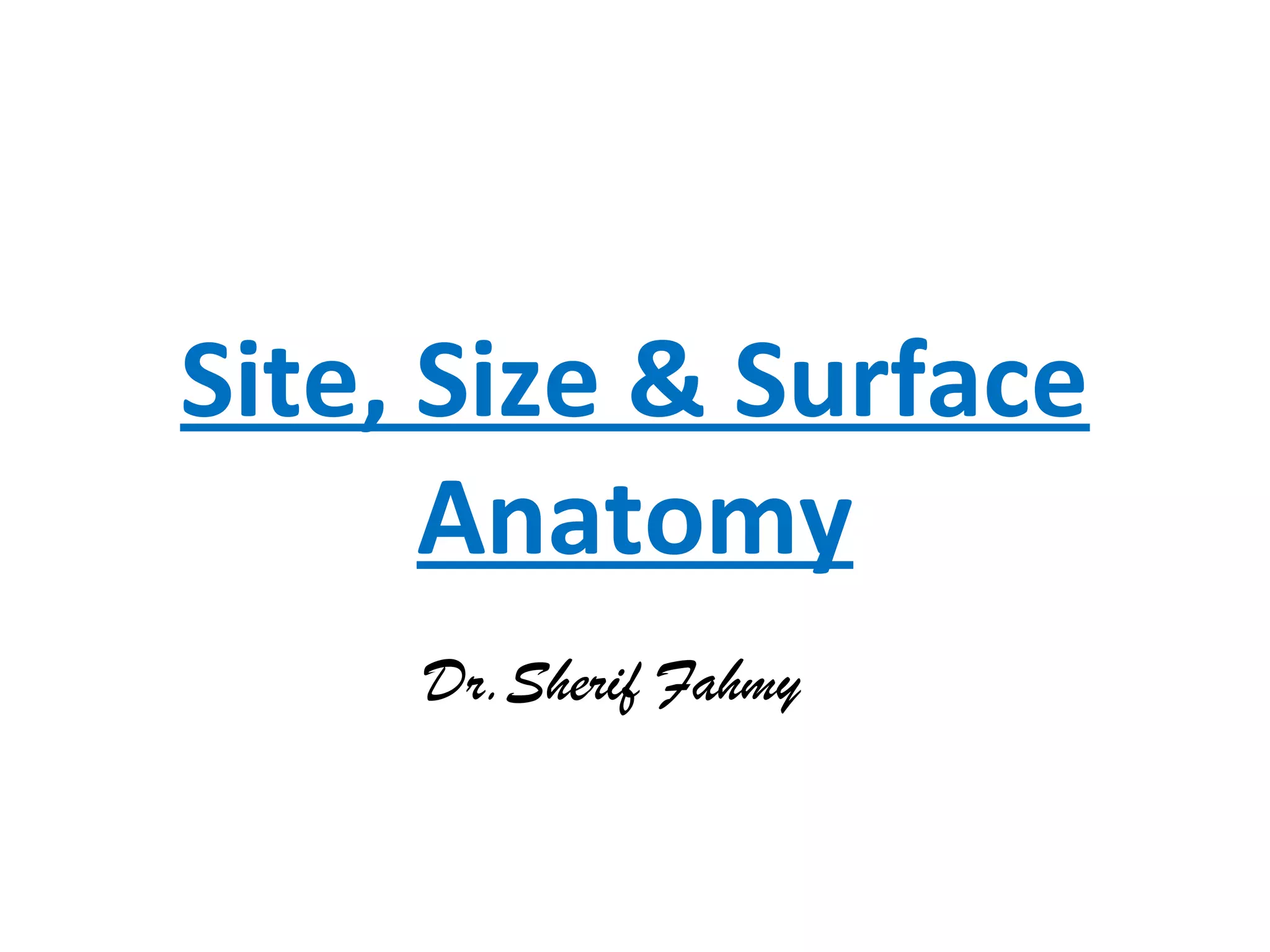 The Spleen (Anatomy of the Abdomen) | PPT