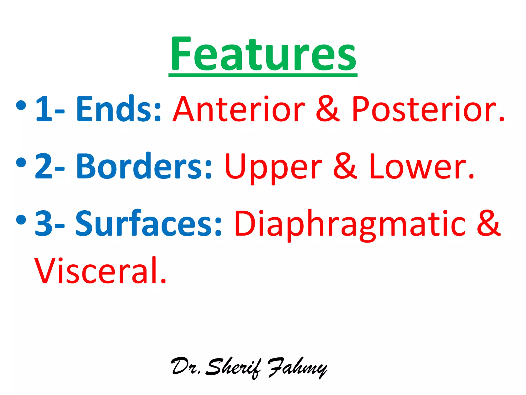The Spleen (Anatomy of the Abdomen) | PPT