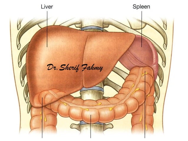 The Spleen (Anatomy of the Abdomen) | PPT