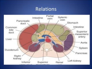 Spleen; Imaging Anatomy, Investigations and Pathology | PPT