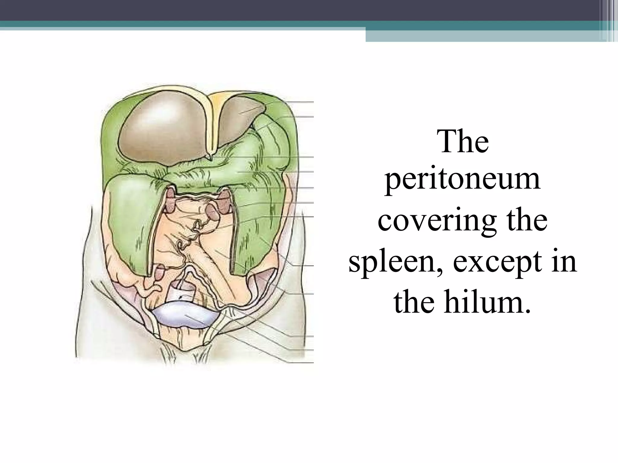 Spleen in surgery | PPT