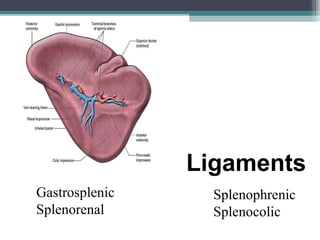 Spleen in surgery | PPT