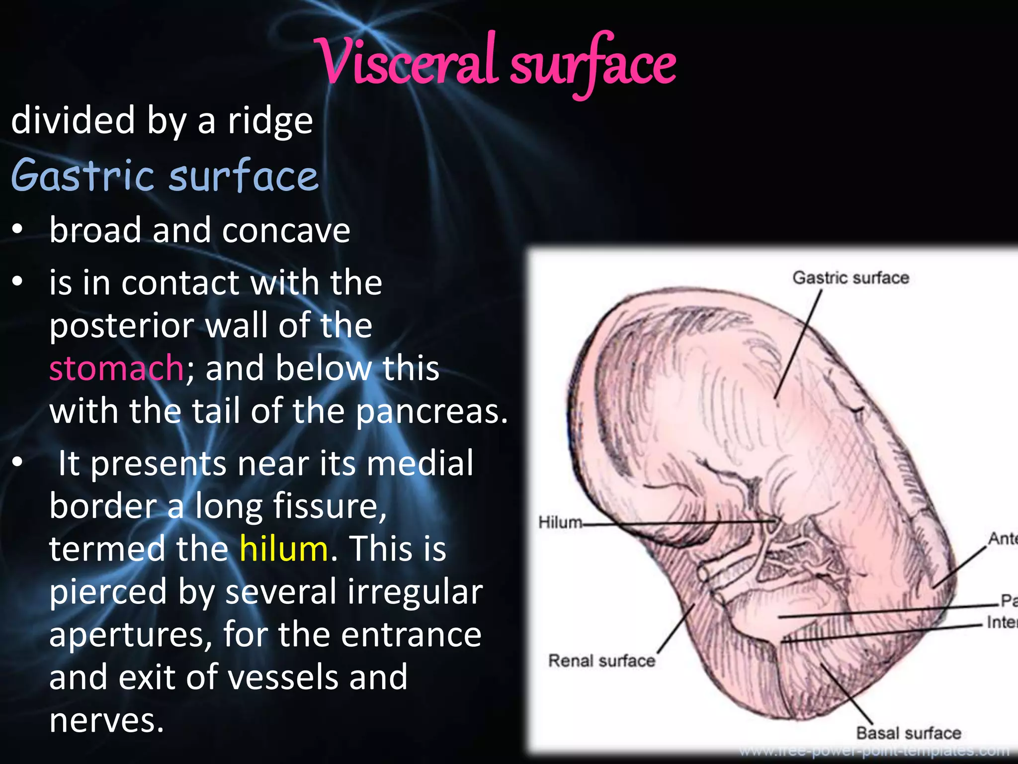 Structure and function of Spleen | PPTX