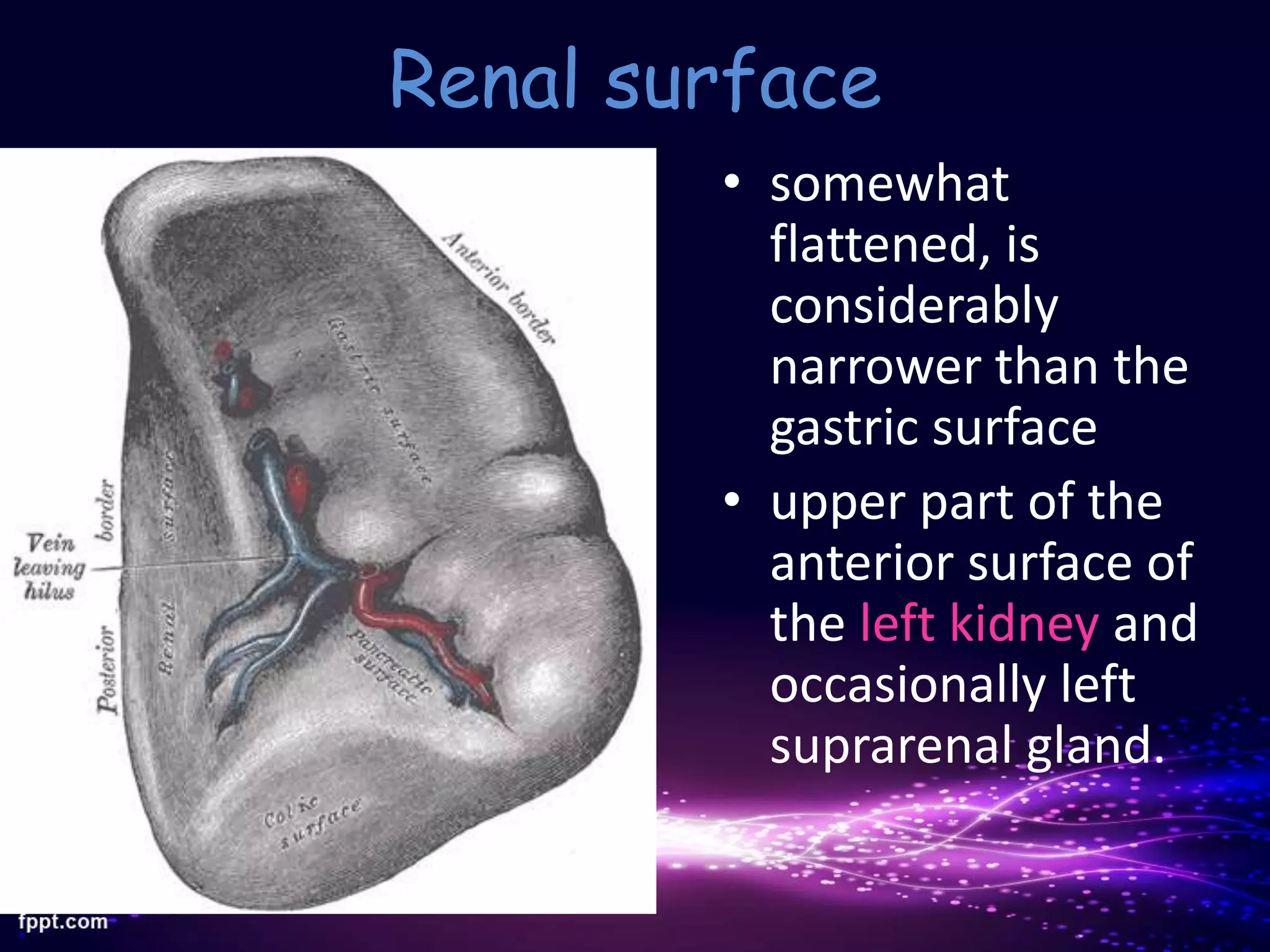 Structure and function of Spleen | PPTX