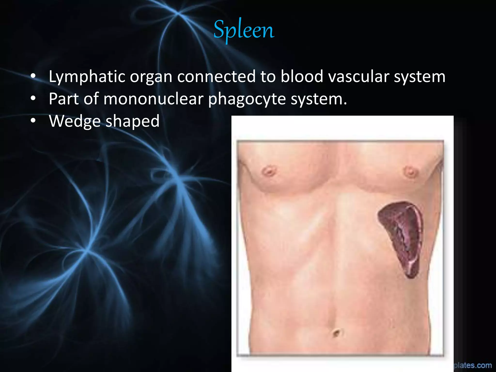Structure and function of Spleen | PPTX