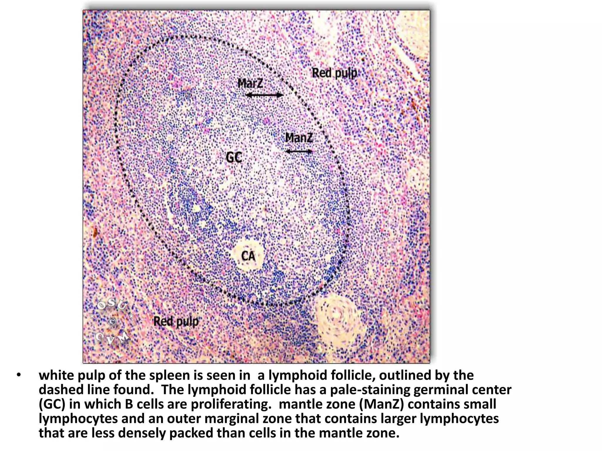 Structure and function of Spleen | PPTX